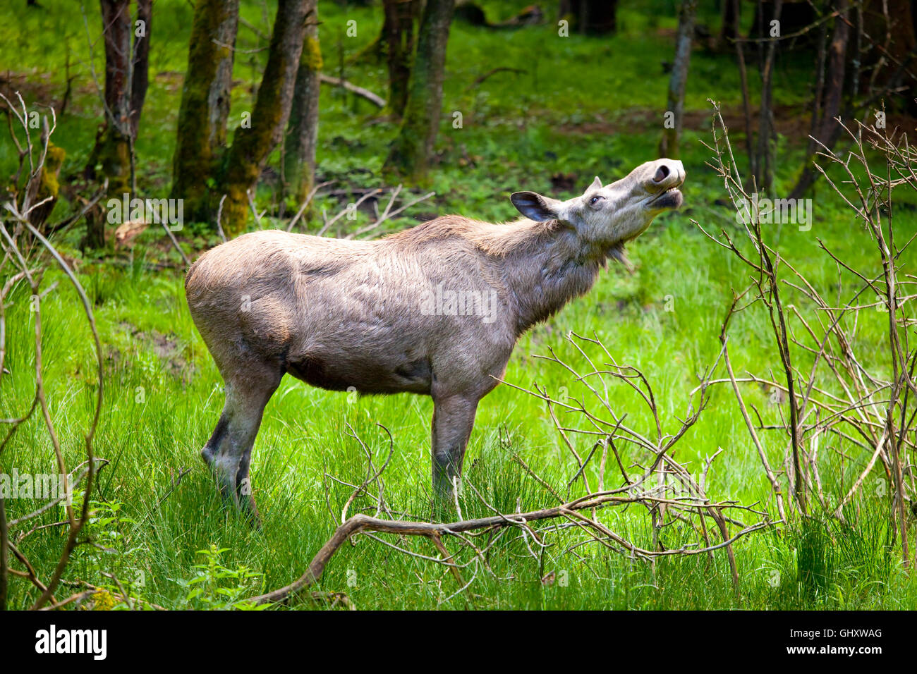 screaming moose in the wilderness in sweden, standing in the forest ...