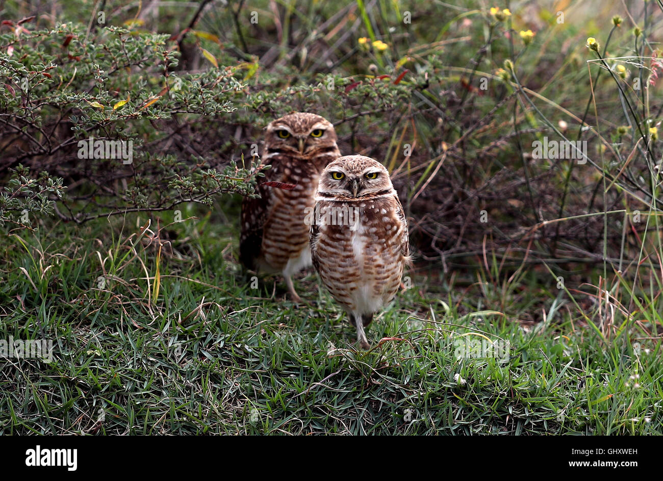 Burrowing owls at the Olympic Golf Course on the sixth day of the Rio ...