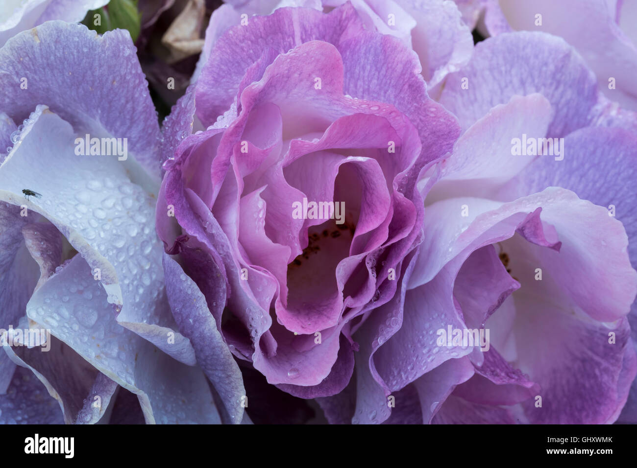 Floribunda bush rose "Blue for You" in full flower in an herbaceous ...