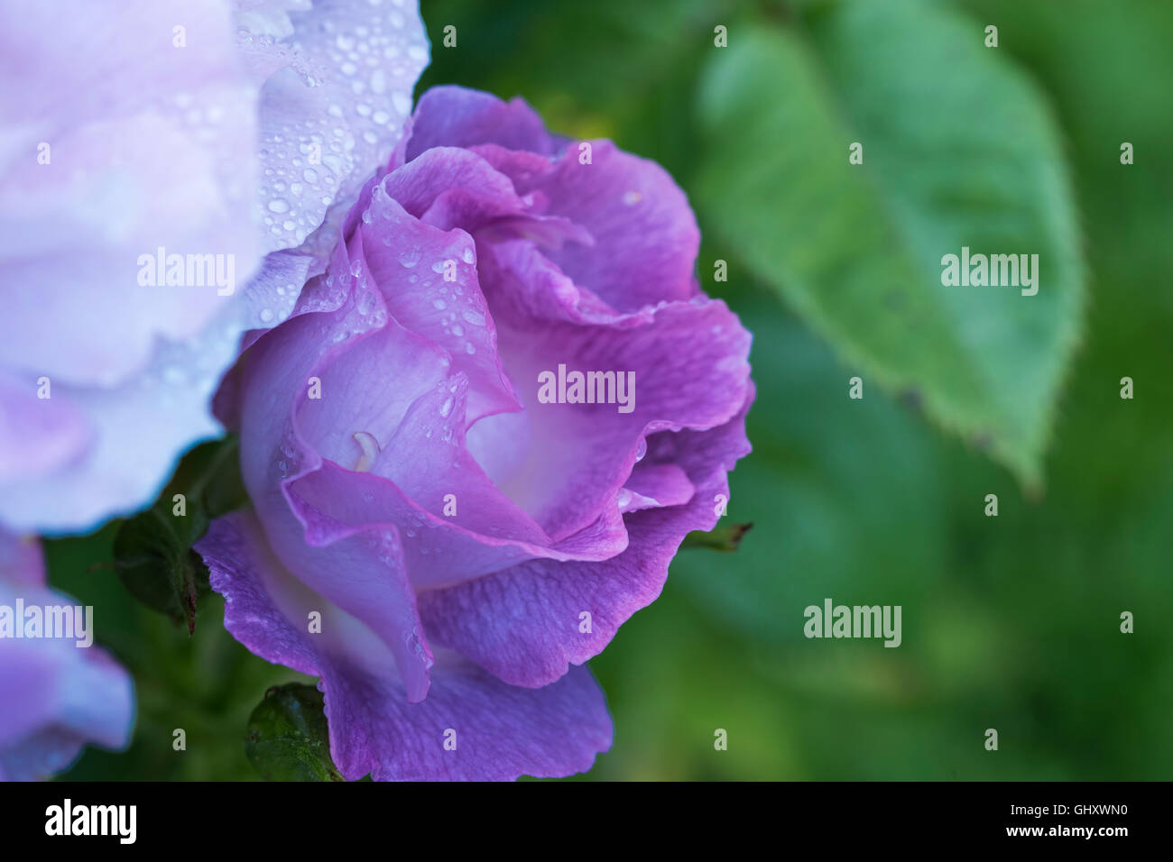 Floribunda bush rose "Blue for You" in full flower in an herbaceous ...