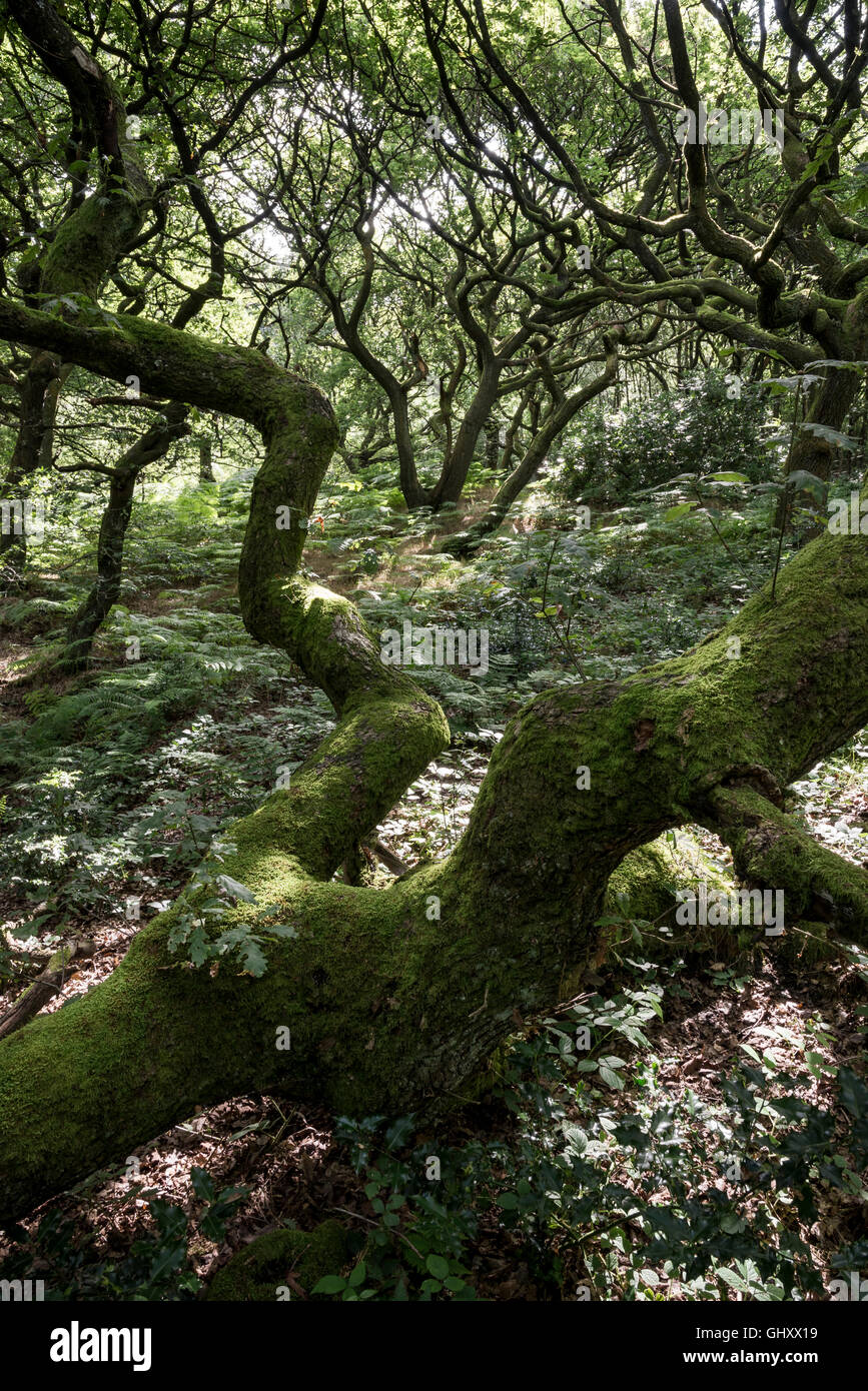English oak woodland hi-res stock photography and images - Alamy