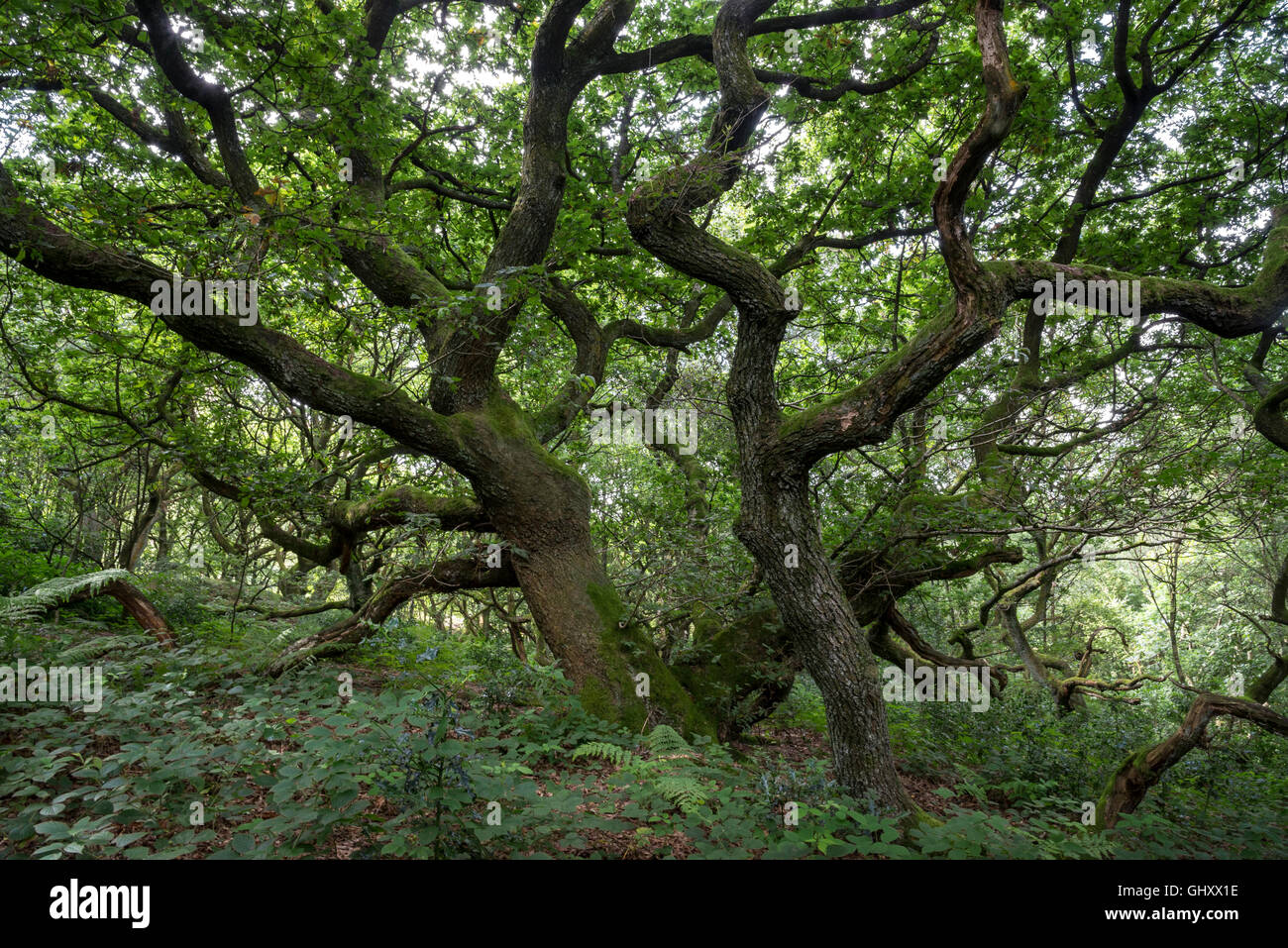 English oak woodland hi-res stock photography and images - Alamy