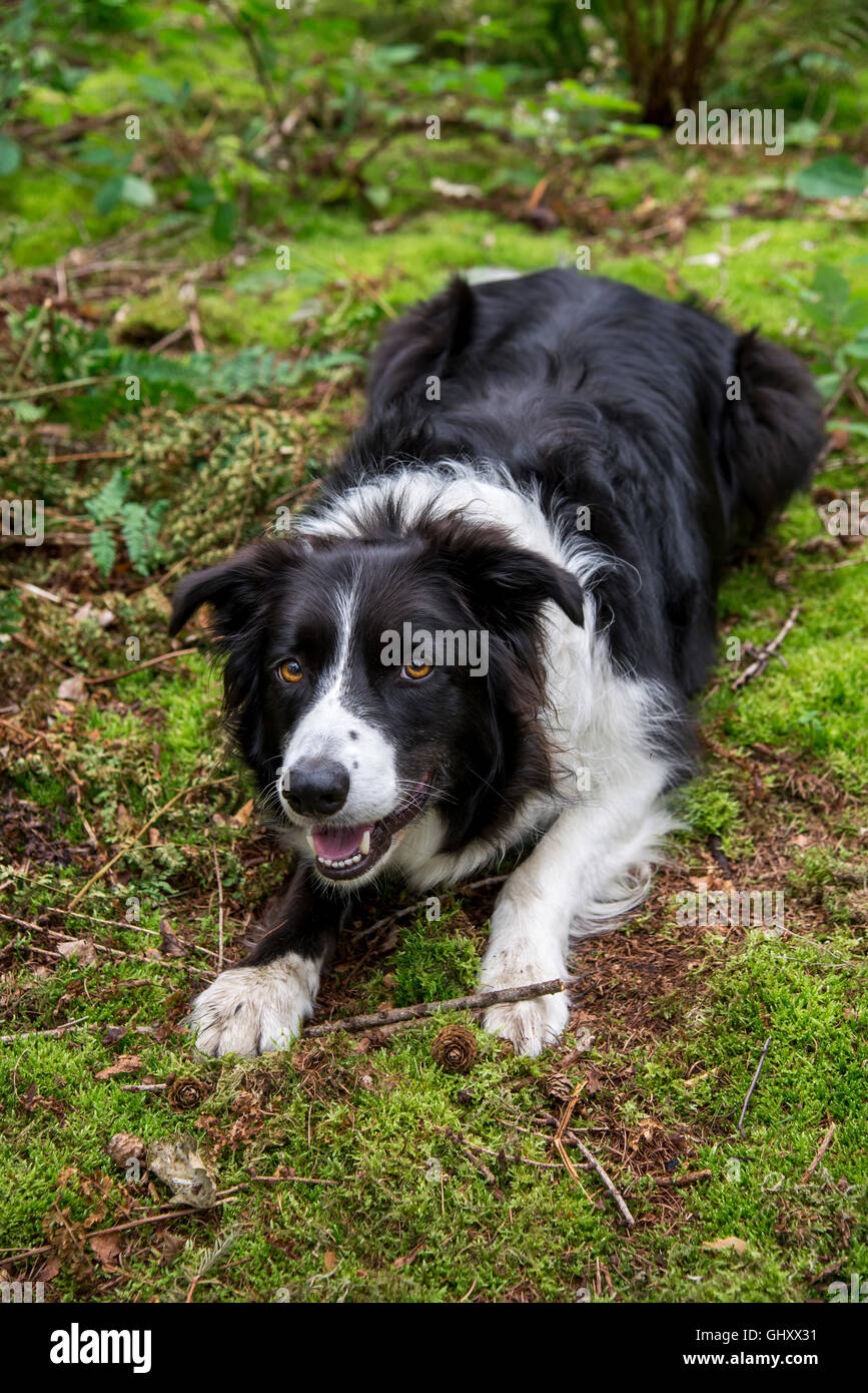 Cute Border Collie dog lying down on mossy forest floor Stock Photo - Alamy