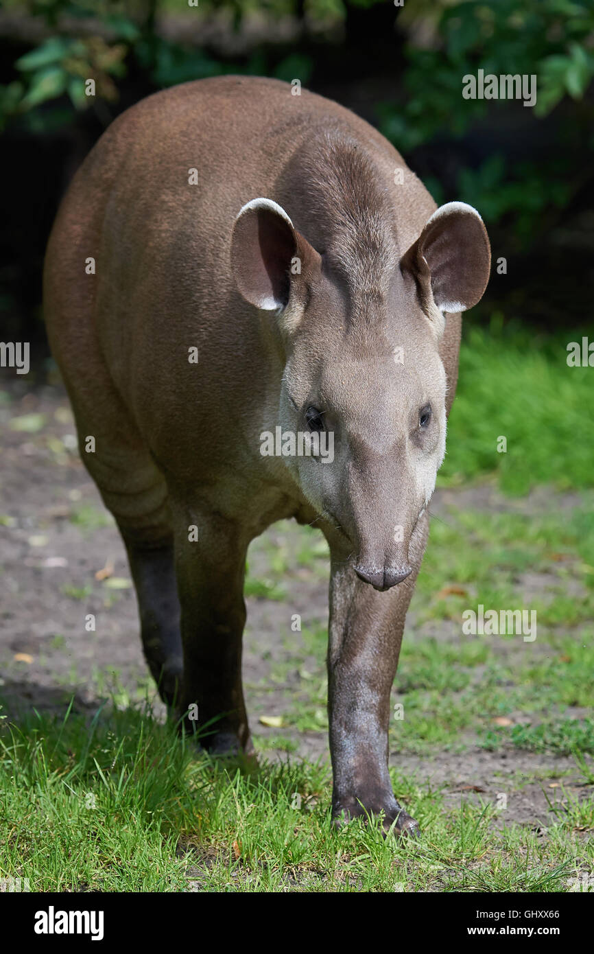 South American tapir walking in grass in its habitat Stock Photo - Alamy