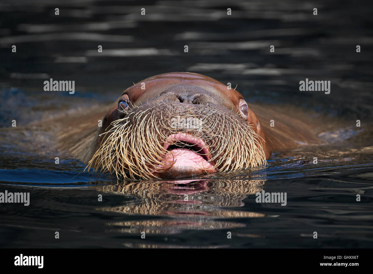 Walrus High Resolution Stock Photography and Images - Alamy