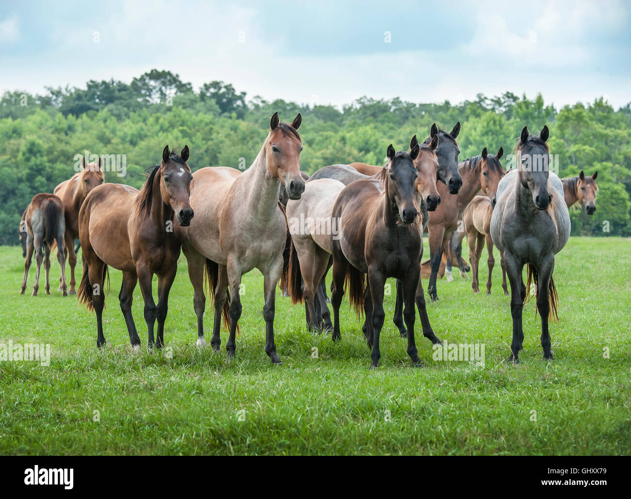 Herd of Quarterhorse mares and foals in pasture Stock Photo - Alamy