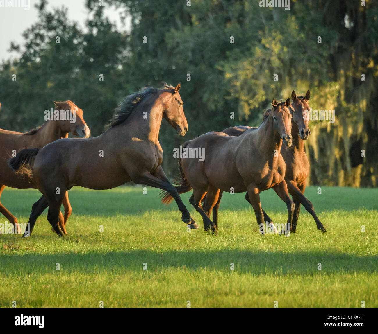 Herd of Thoroughbred horse mares in open pasture Stock Photo - Alamy