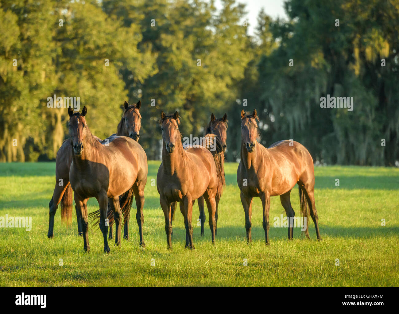 Herd of Thoroughbred horse mares in open pasture Stock Photo - Alamy