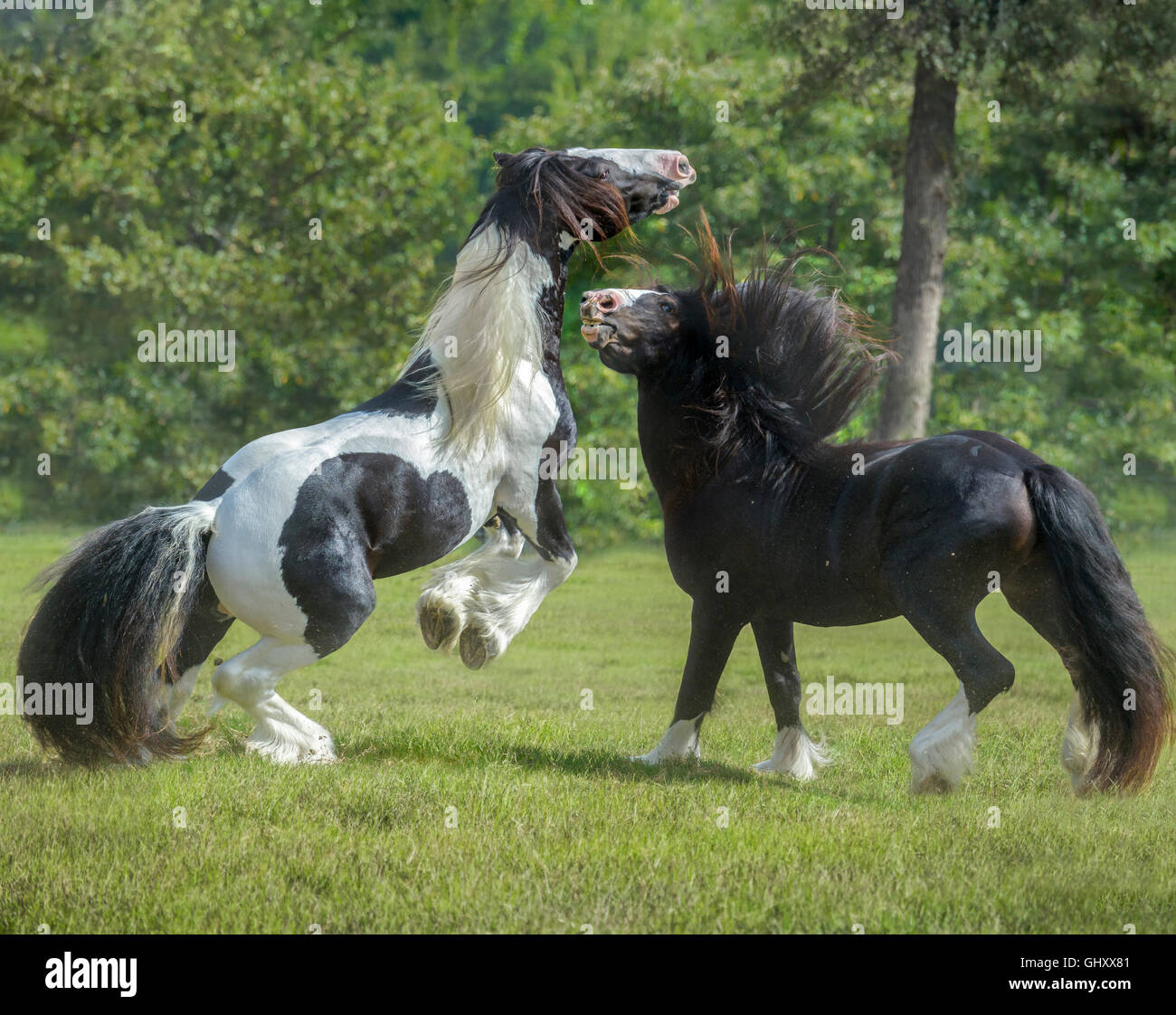 Rearing gypsy vanner horse stallion hi-res stock photography and images ...