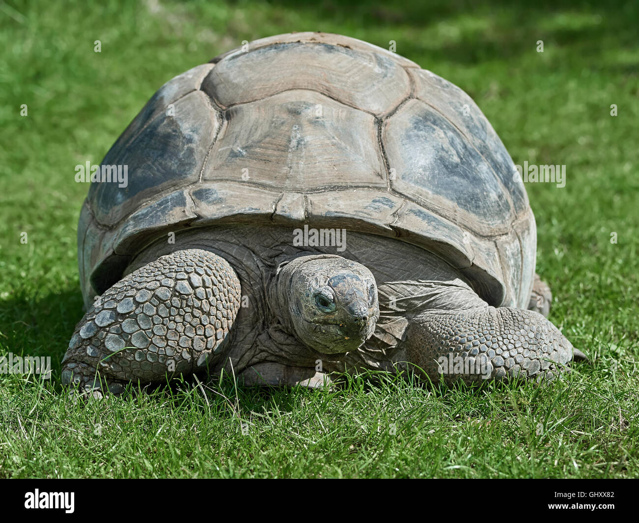 Aldabra Giant Tortoise resting in grassin its habitat Stock Photo - Alamy