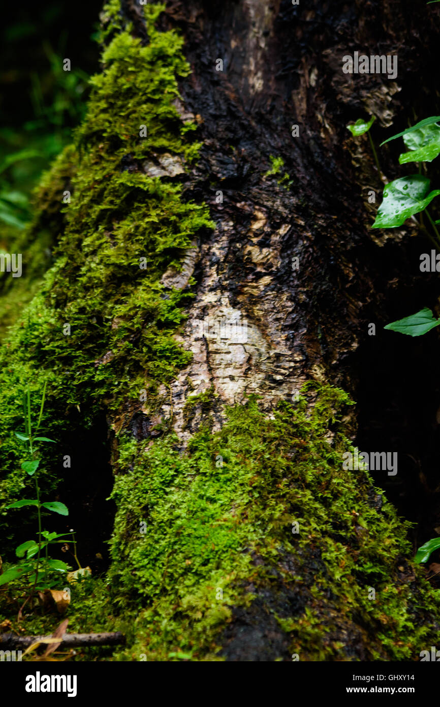 flowers plants colours Stock Photo - Alamy
