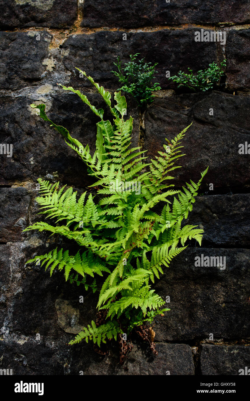 flowers plants colours Stock Photo - Alamy