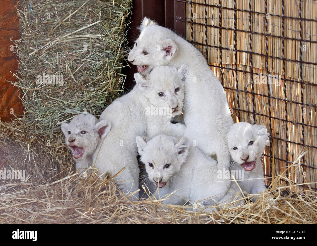 Demydiv, Ukraine. 11th Aug, 2016. A litter of white lion cubs is ...