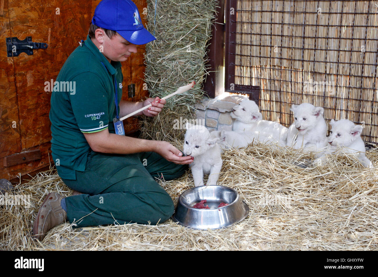 Demydiv, Ukraine. 11th Aug, 2016. A litter of white lion cubs is ...