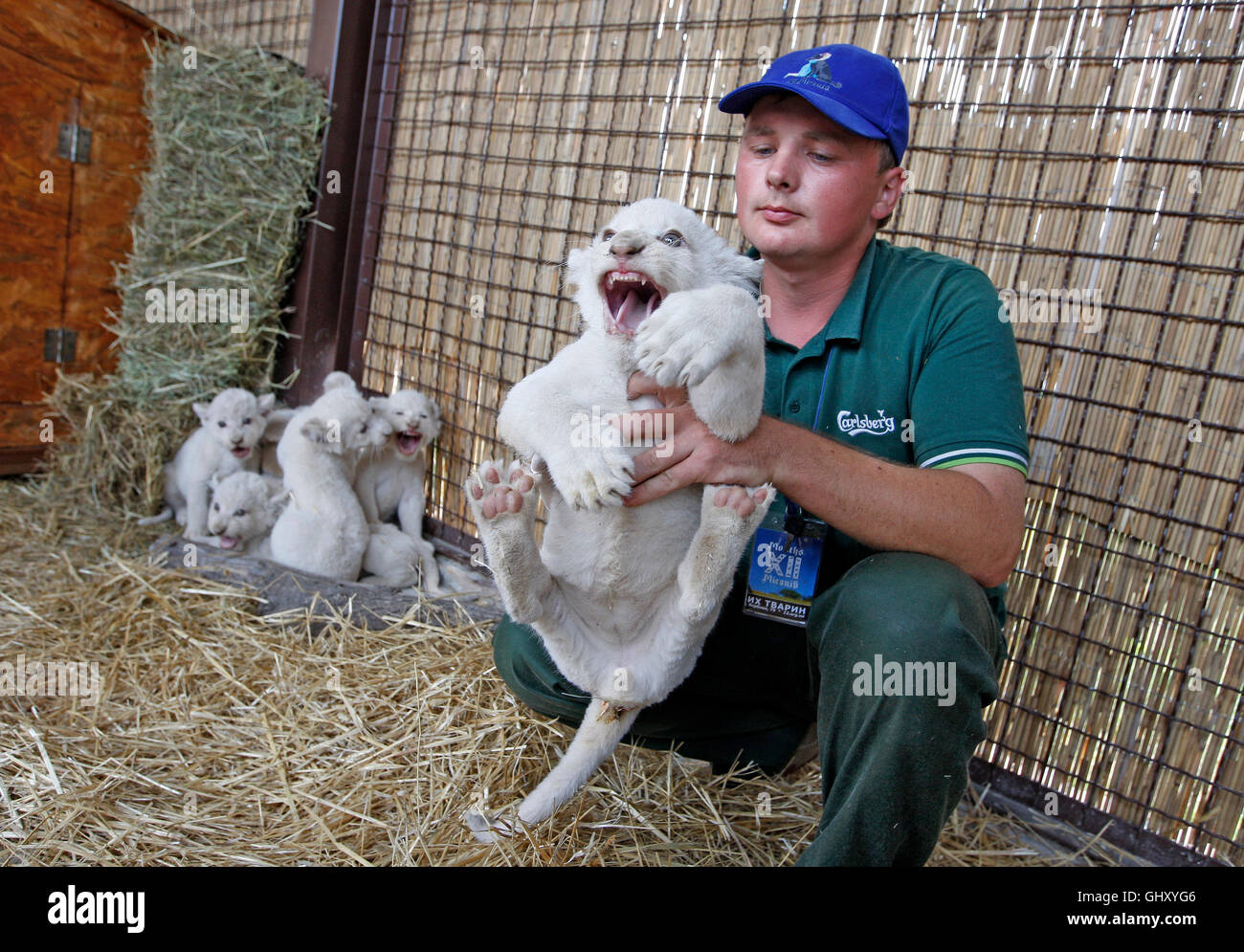 Demydiv, Ukraine. 11th Aug, 2016. A litter of white lion cubs is ...