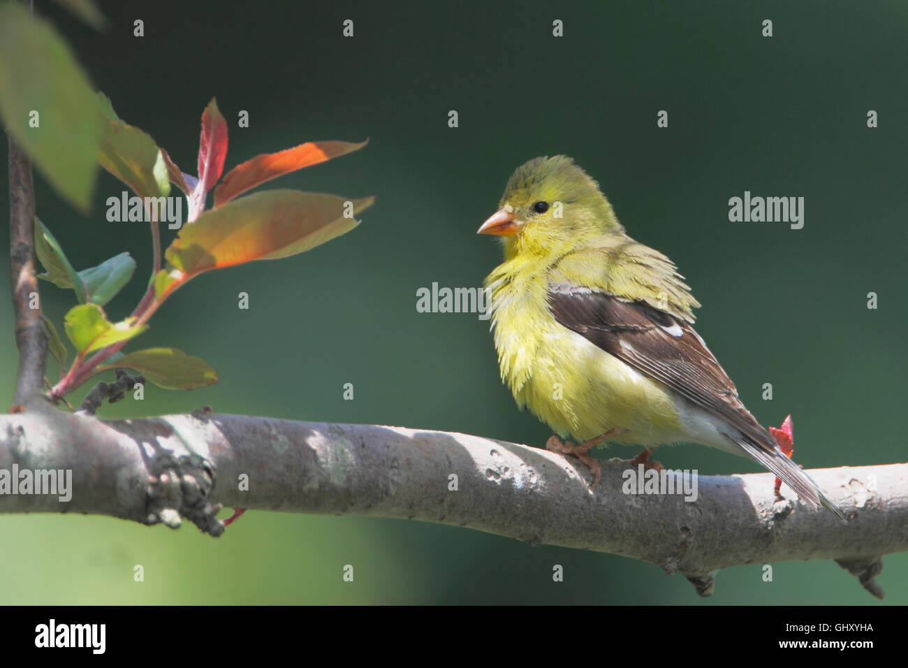 American goldfinch (Spinus tristis) female sitting on branch, Bombay ...