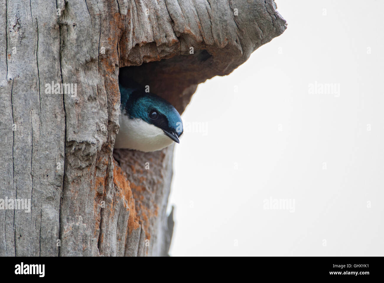 Tree swallow (Tachycineta bicolor) in nesting tree hole, Bombay Hook ...