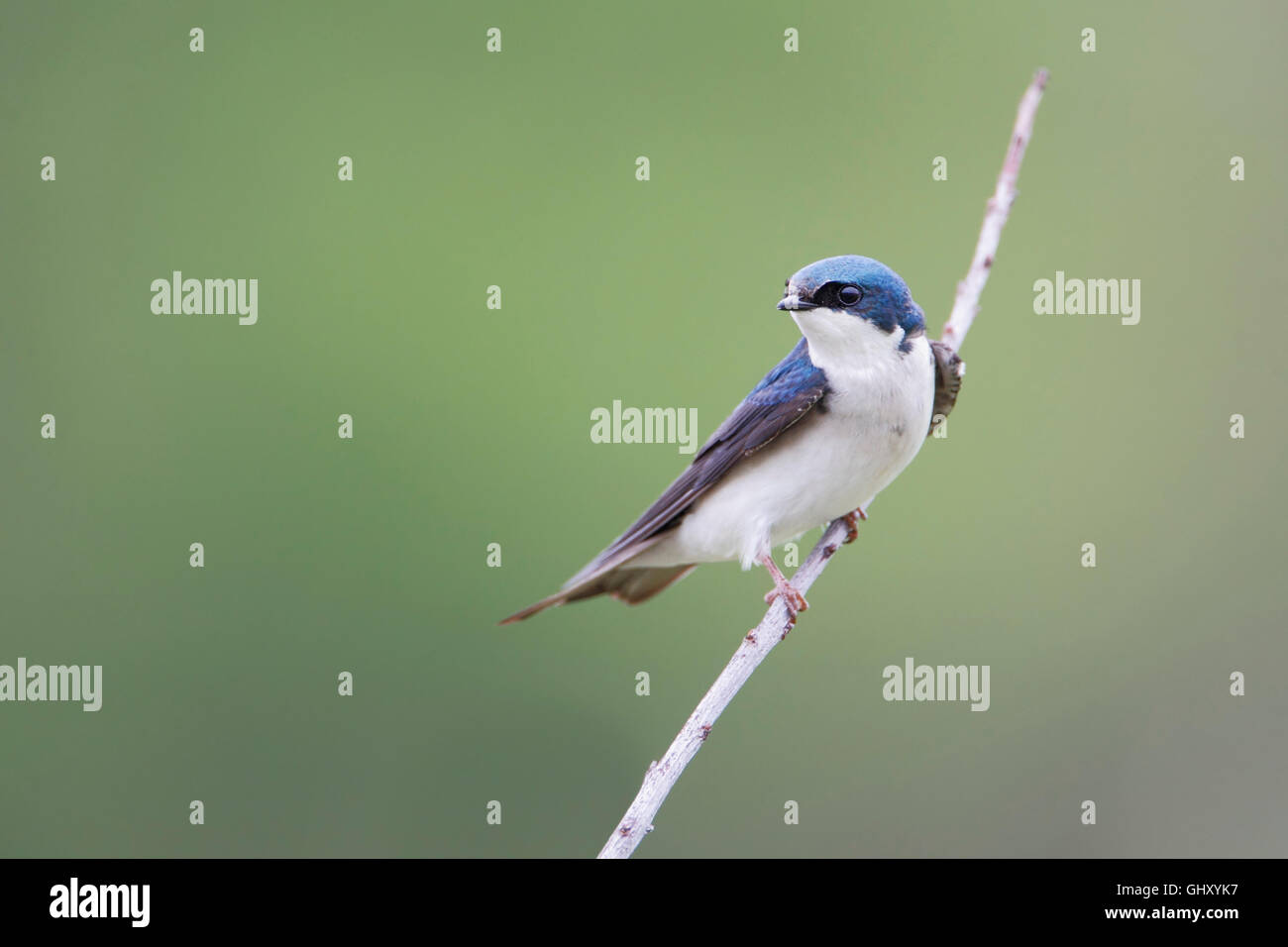 Tree swallow (Tachycineta bicolor) on small branch, Bombay Hook NWR ...