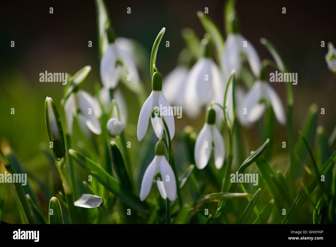 Snowdrops open garden hi-res stock photography and images - Alamy