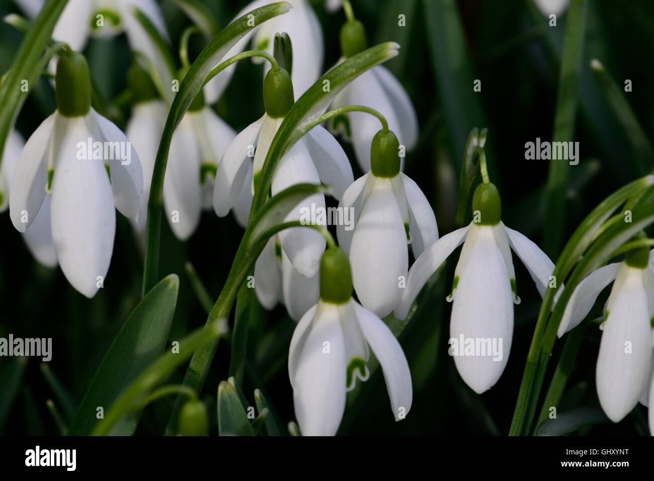 clump of open snowdrops Stock Photo - Alamy