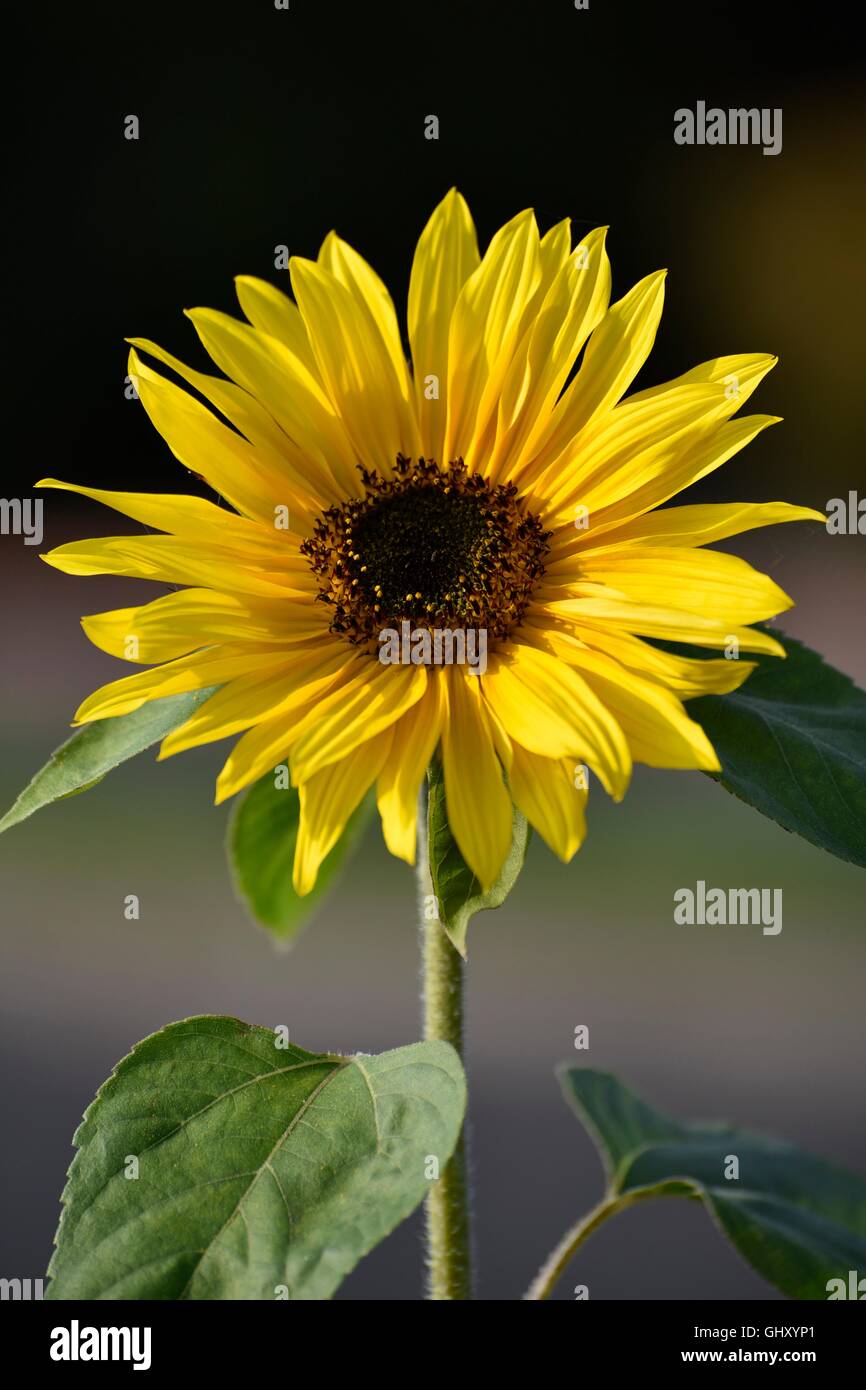 Brown sunflower hi-res stock photography and images - Alamy