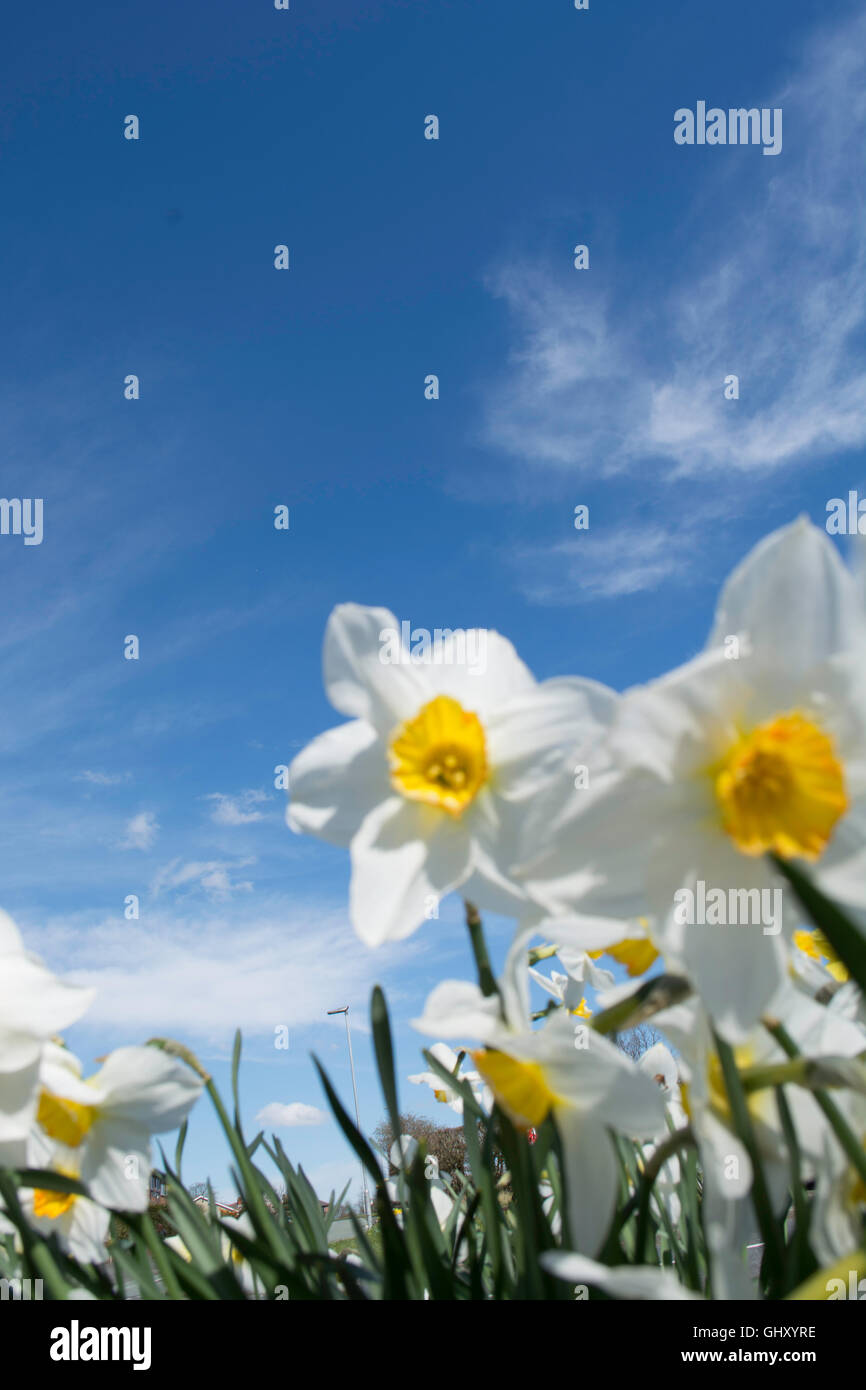 Daffodilis hi-res stock photography and images - Alamy