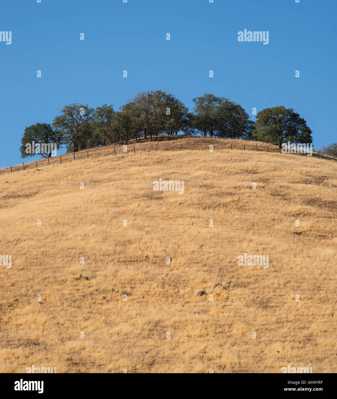 Trees on Hill Stock Photo - Alamy