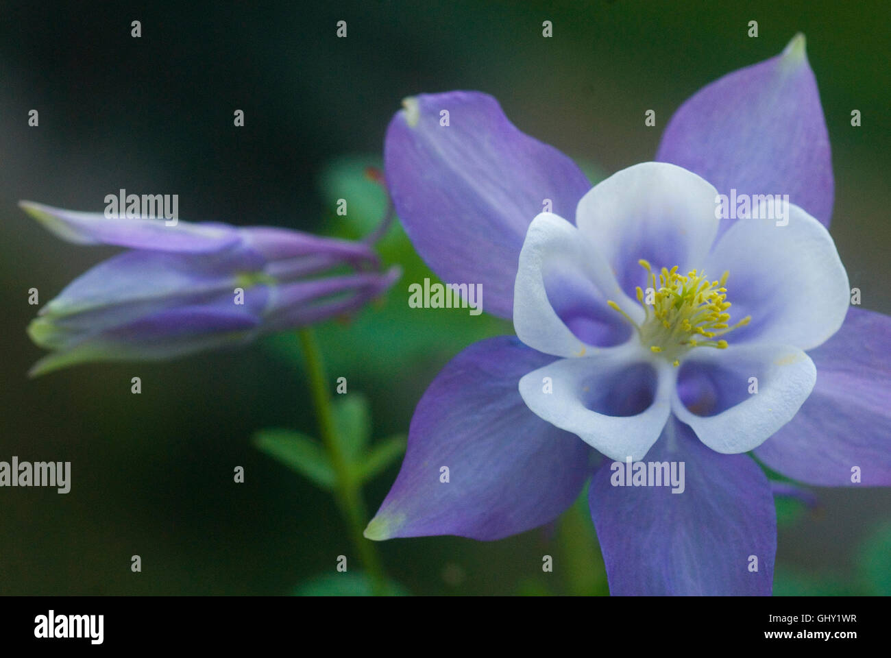 Long spurred flowers hi-res stock photography and images - Alamy