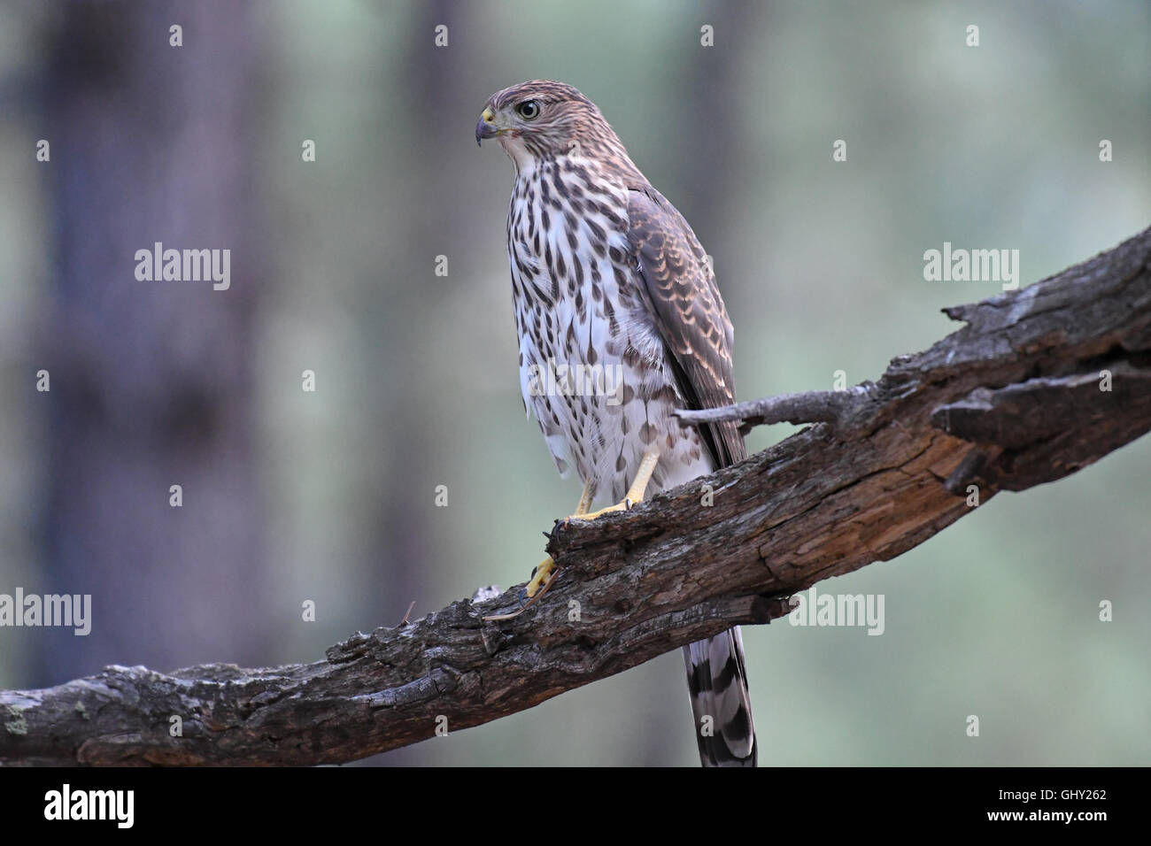 Cooper's hawks on tree branch Stock Photo - Alamy