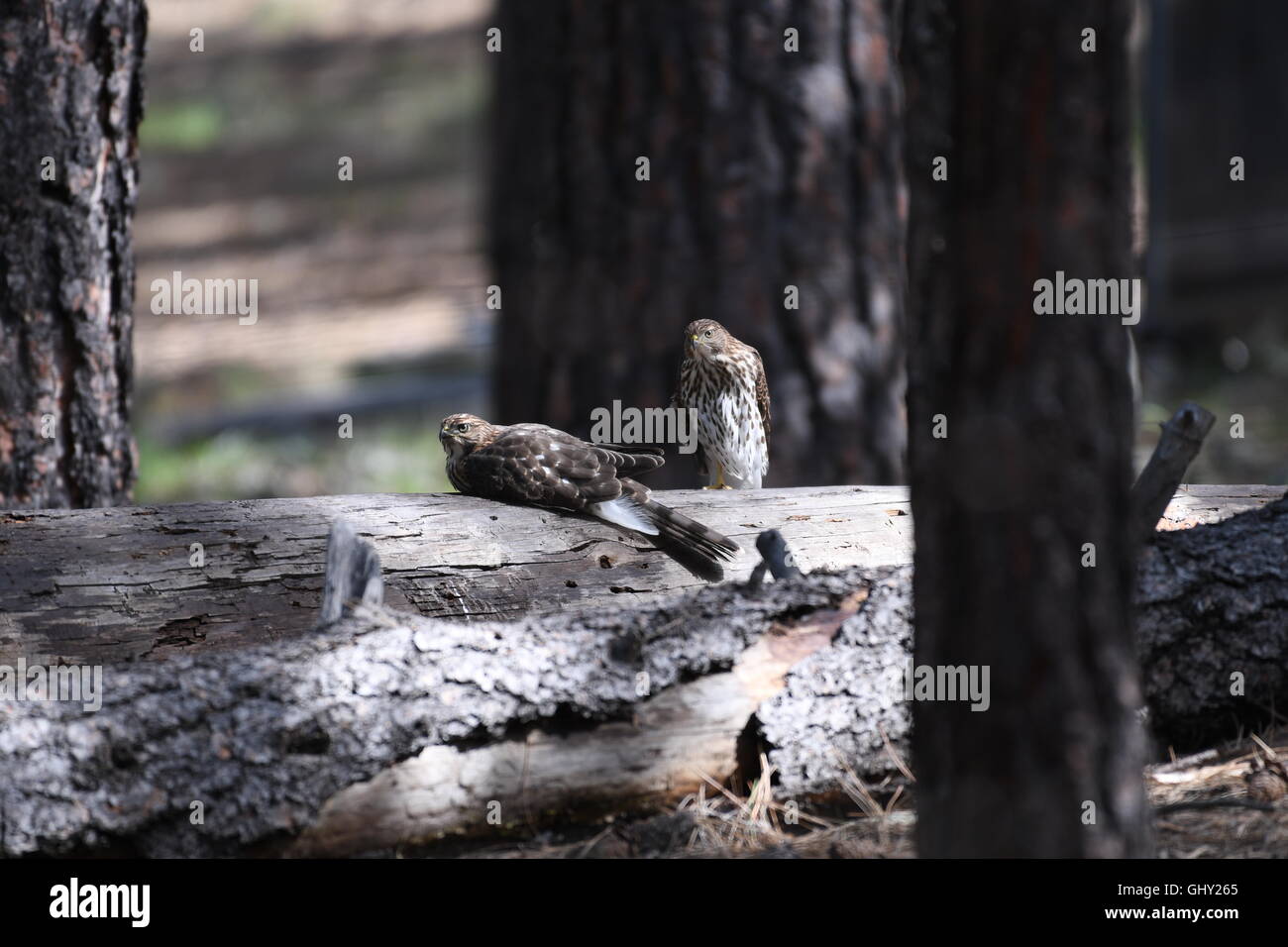 Mexican hawk hi-res stock photography and images - Alamy
