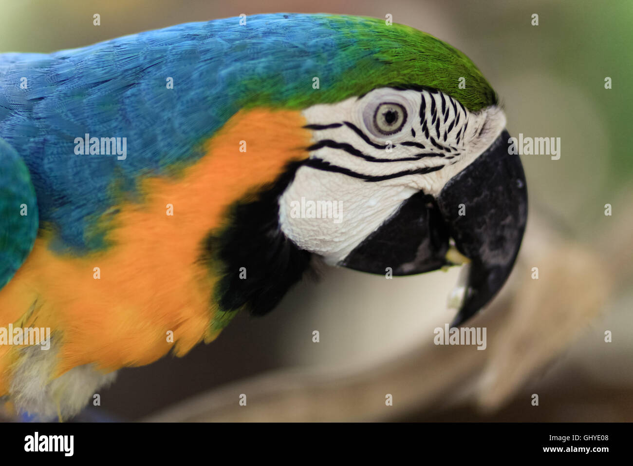 Macaw Parrot isolated Stock Photo - Alamy