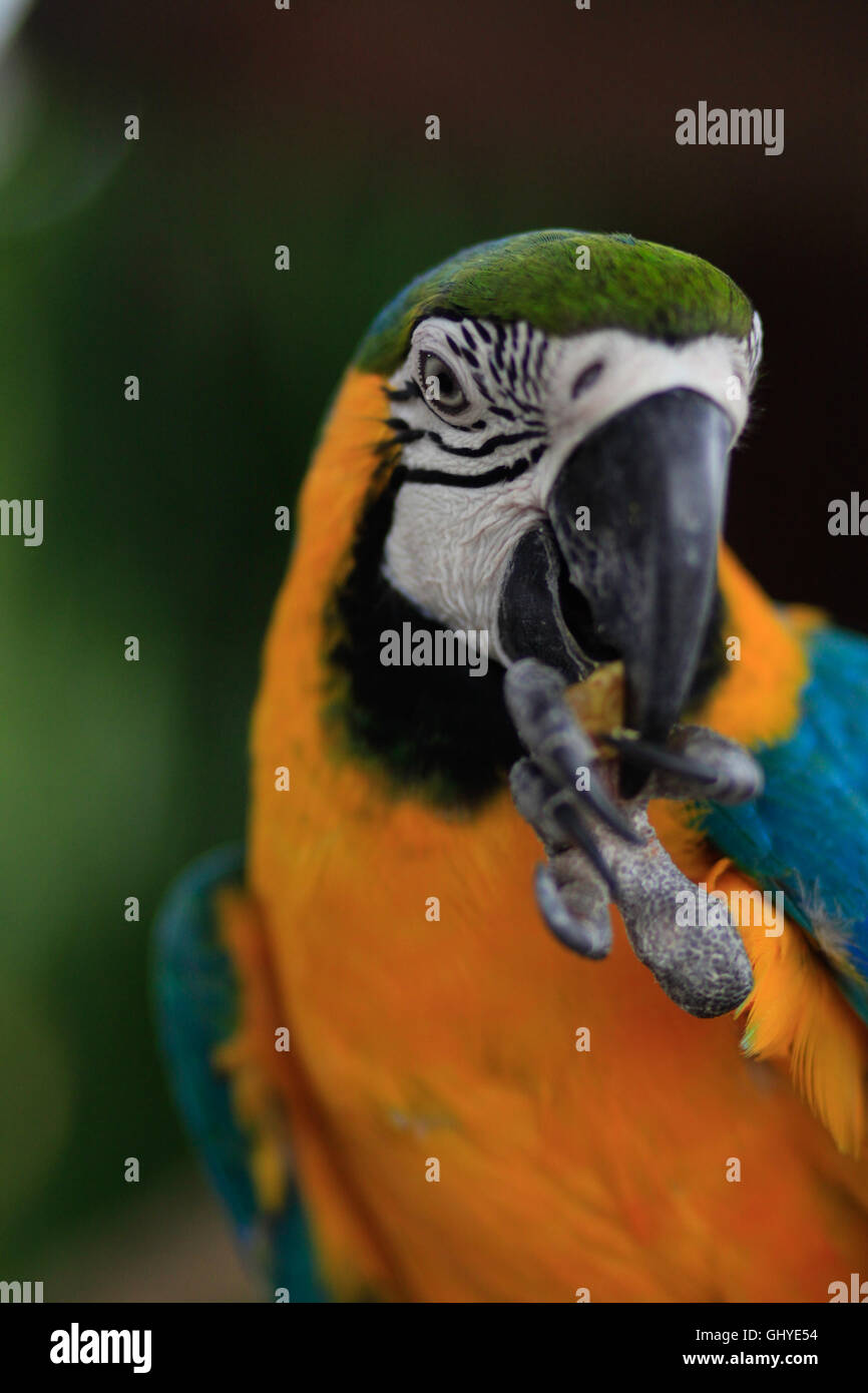 Isolated Macaw High Resolution Stock Photography and Images - Alamy