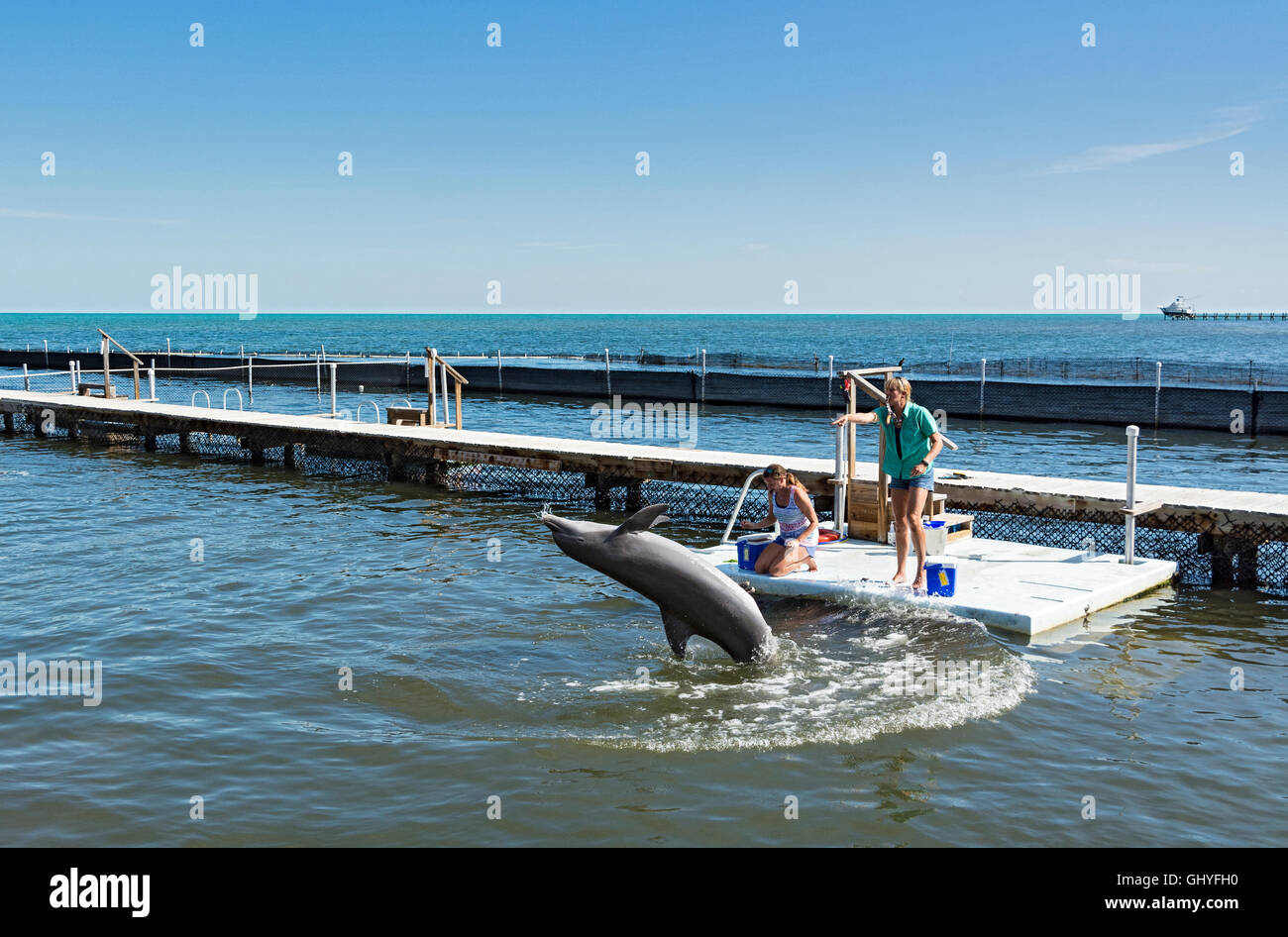 Florida Keys, Grassy Key, Dolphin Research Center, dolphin trainers ...