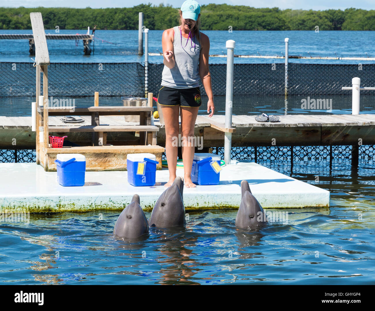 Florida Keys, Grassy Key, Dolphin Research Center, dolphin trainer ...