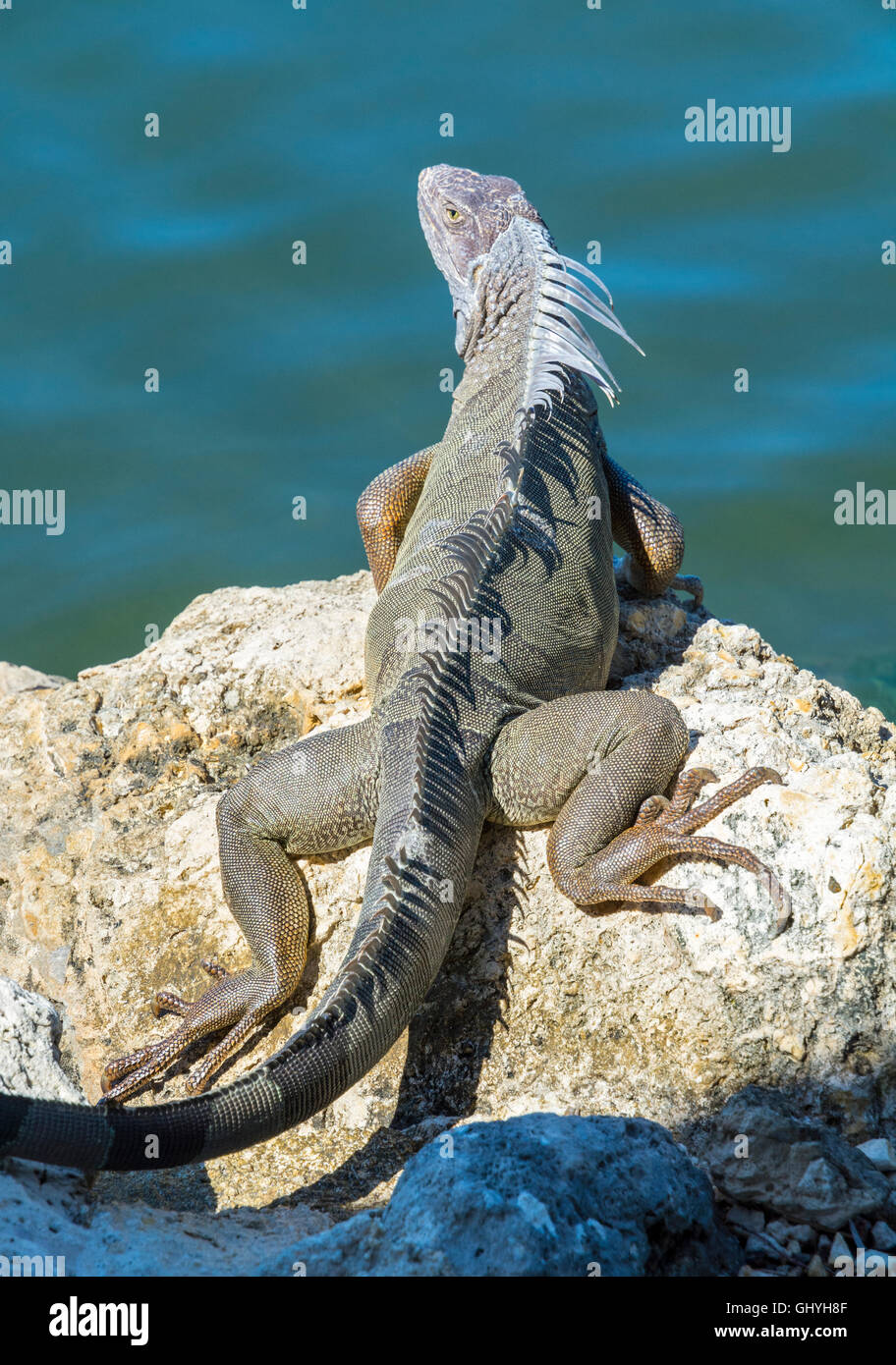 Florida Keys, Grassy Key, Dolphin Research Center, Common Green Iguana ...