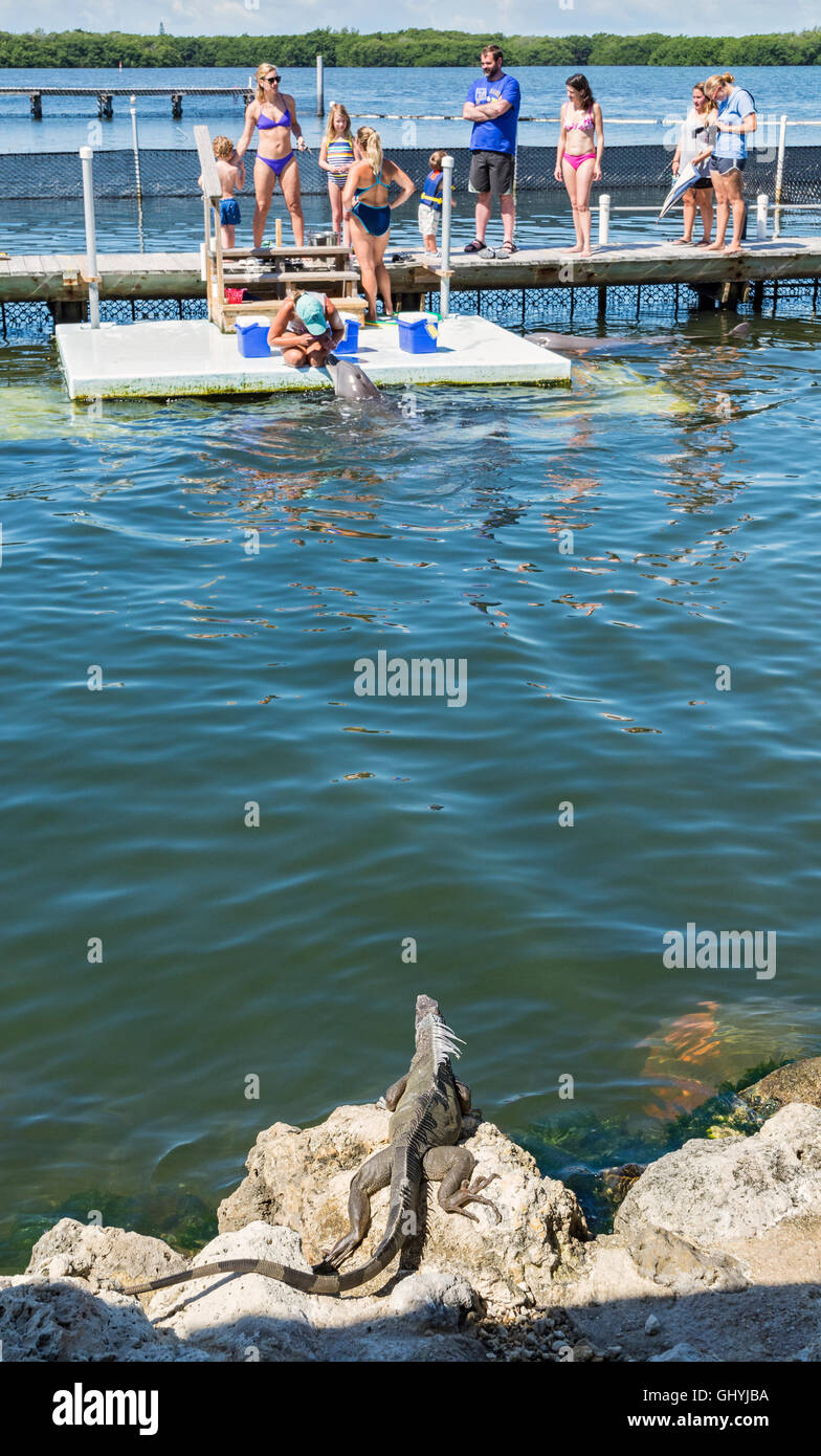 Florida Keys, Grassy Key, Dolphin Research Center, Common Green Iguana ...