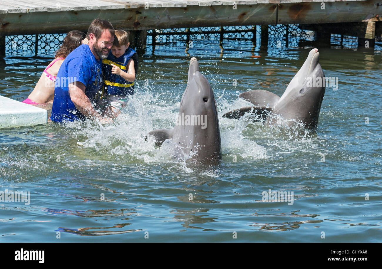 Dolphin research center florida keys hi-res stock photography and ...