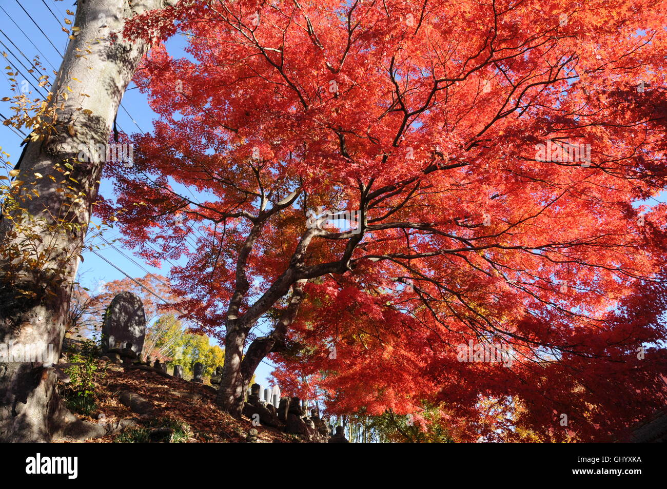 Japanese maple tree sets autumn fire in blue sky Stock Photo - Alamy