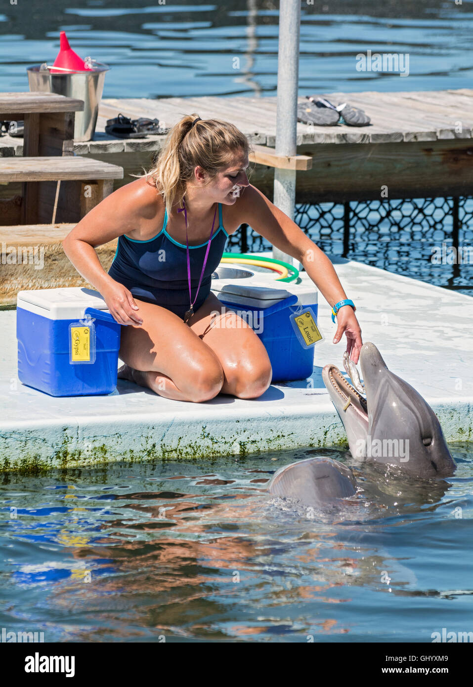 Florida Keys, Grassy Key, Dolphin Research Center, trainer feeding ...