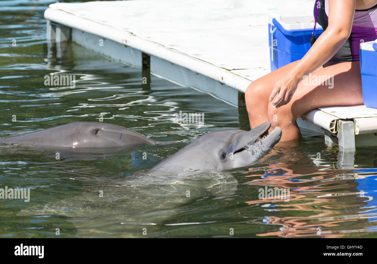 Florida Keys, Grassy Key, Dolphin Research Center, trainer feeding ...