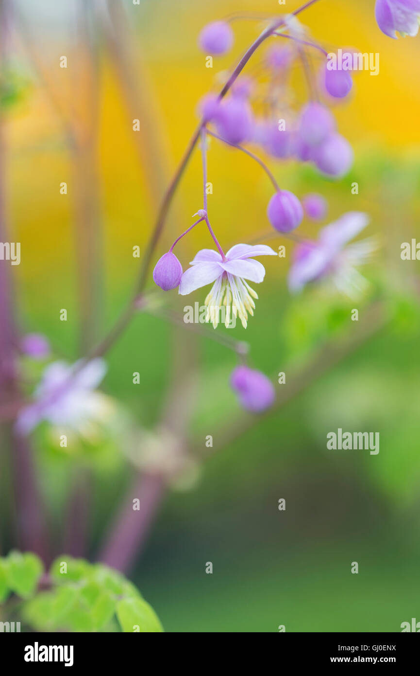 Thalictrum delavayi. Chinese Meadow rue flowers Stock Photo - Alamy