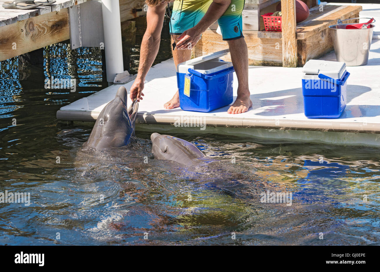Florida Keys, Grassy Key, Dolphin Research Center, trainer feeding ...