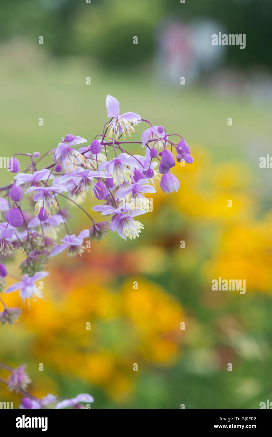 Thalictrum delavayi. Chinese Meadow rue flowers Stock Photo - Alamy