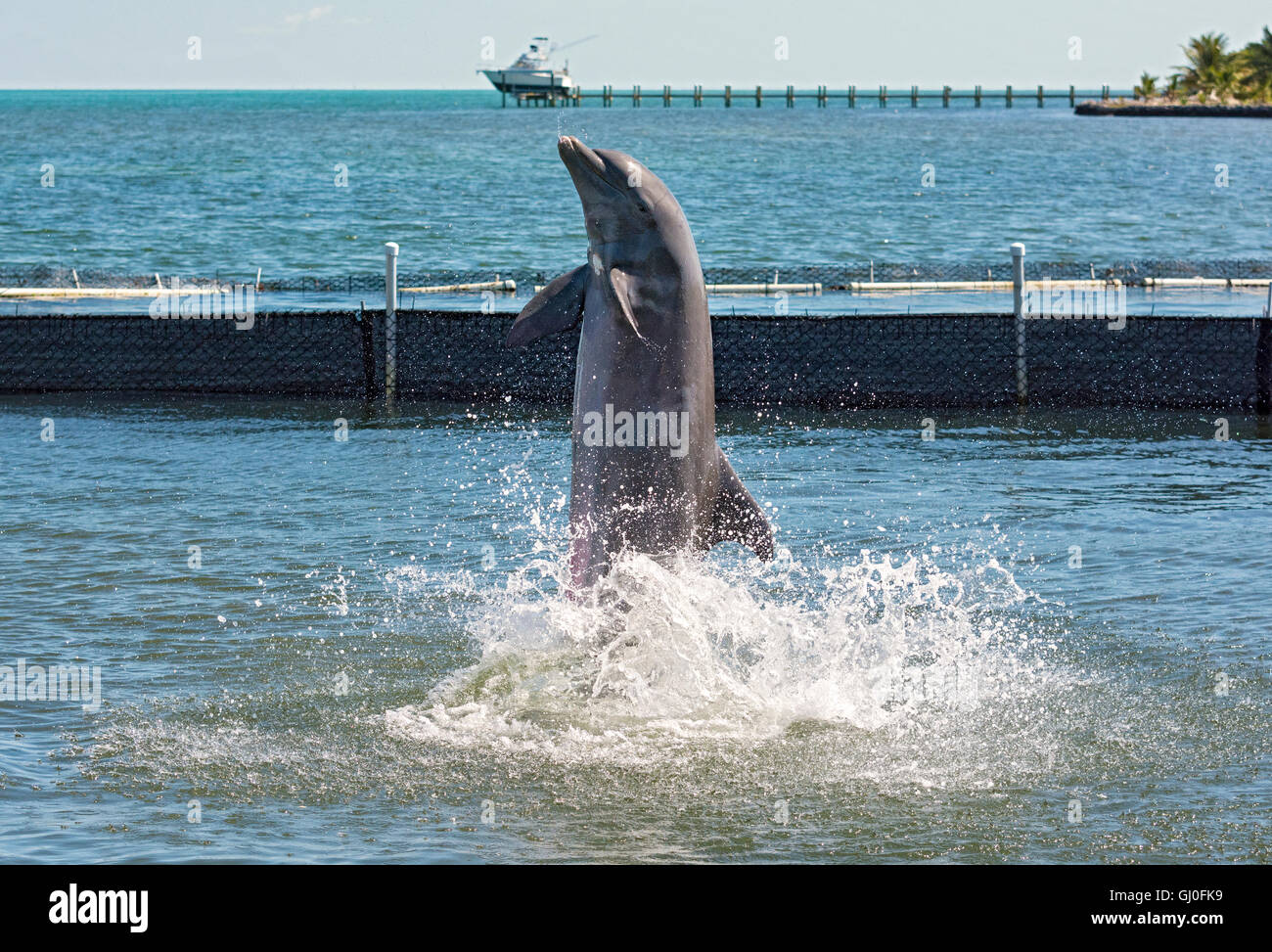 Florida Keys, Grassy Key, Dolphin Research Center, dolphin treading ...