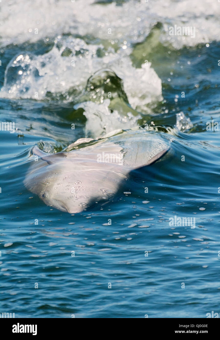 Florida Keys, Grassy Key, Dolphin Research Center, dolphin swimming on ...