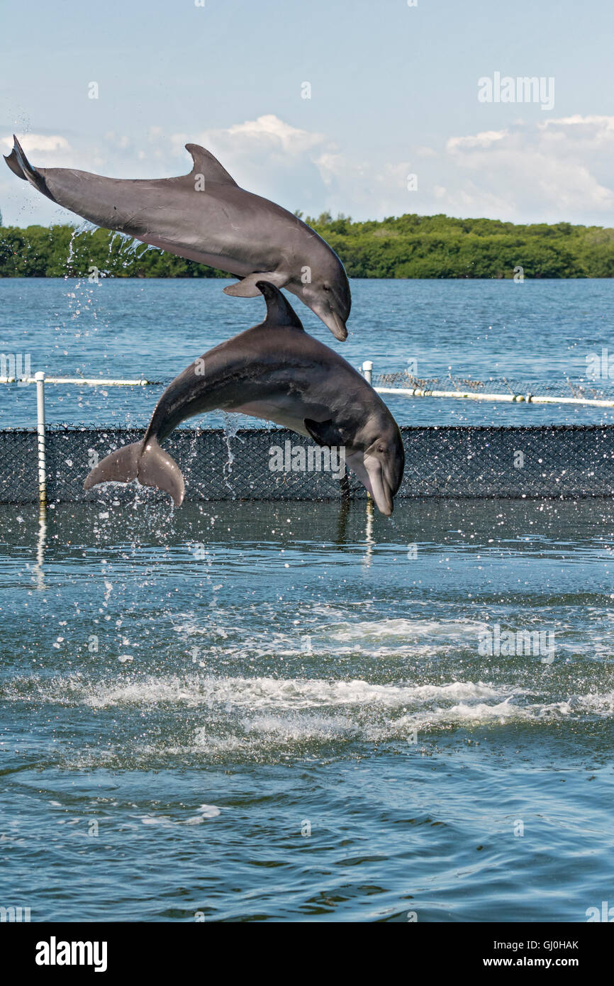 Florida Keys, Grassy Key, Dolphin Research Center, two dolphins jumping ...