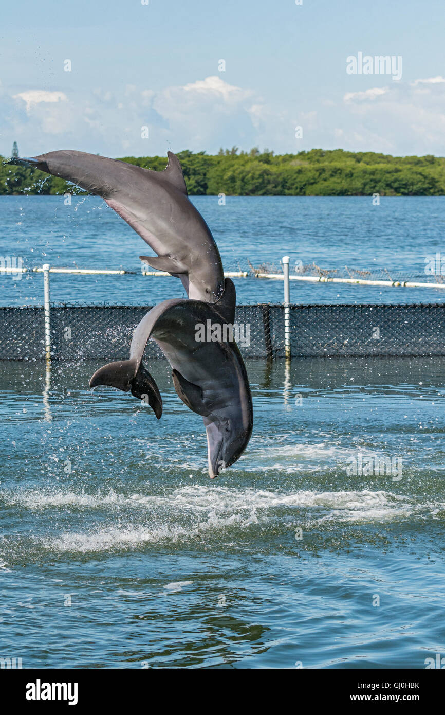 Florida Keys, Grassy Key, Dolphin Research Center, two dolphins jumping ...
