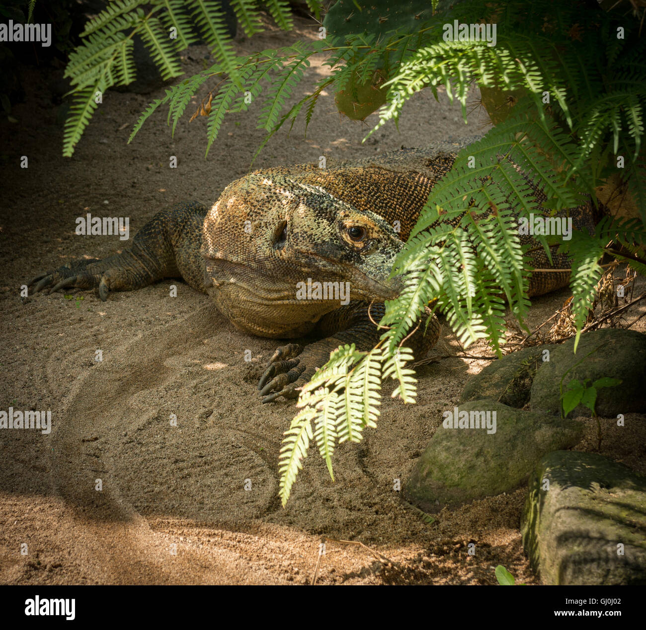 Comodo hi-res stock photography and images - Alamy