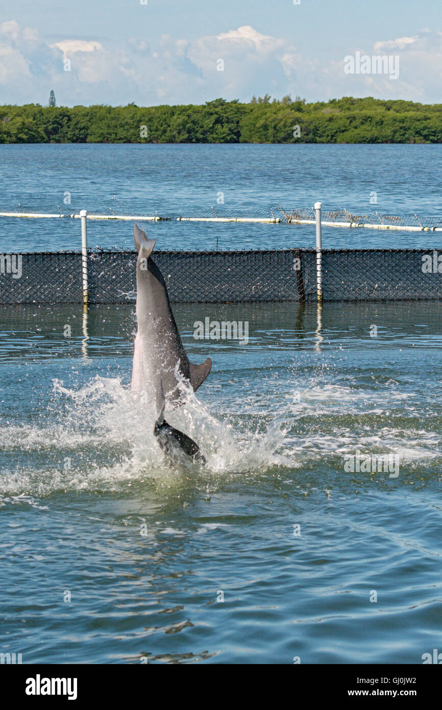 Florida Keys, Grassy Key, Dolphin Research Center, two dolphins jumping ...