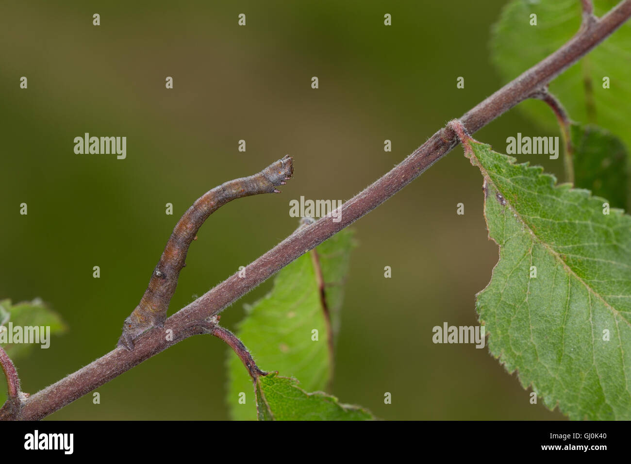 Birkenspanner, Birken-Spanner, Raupe, Biston betularia, Biston ...